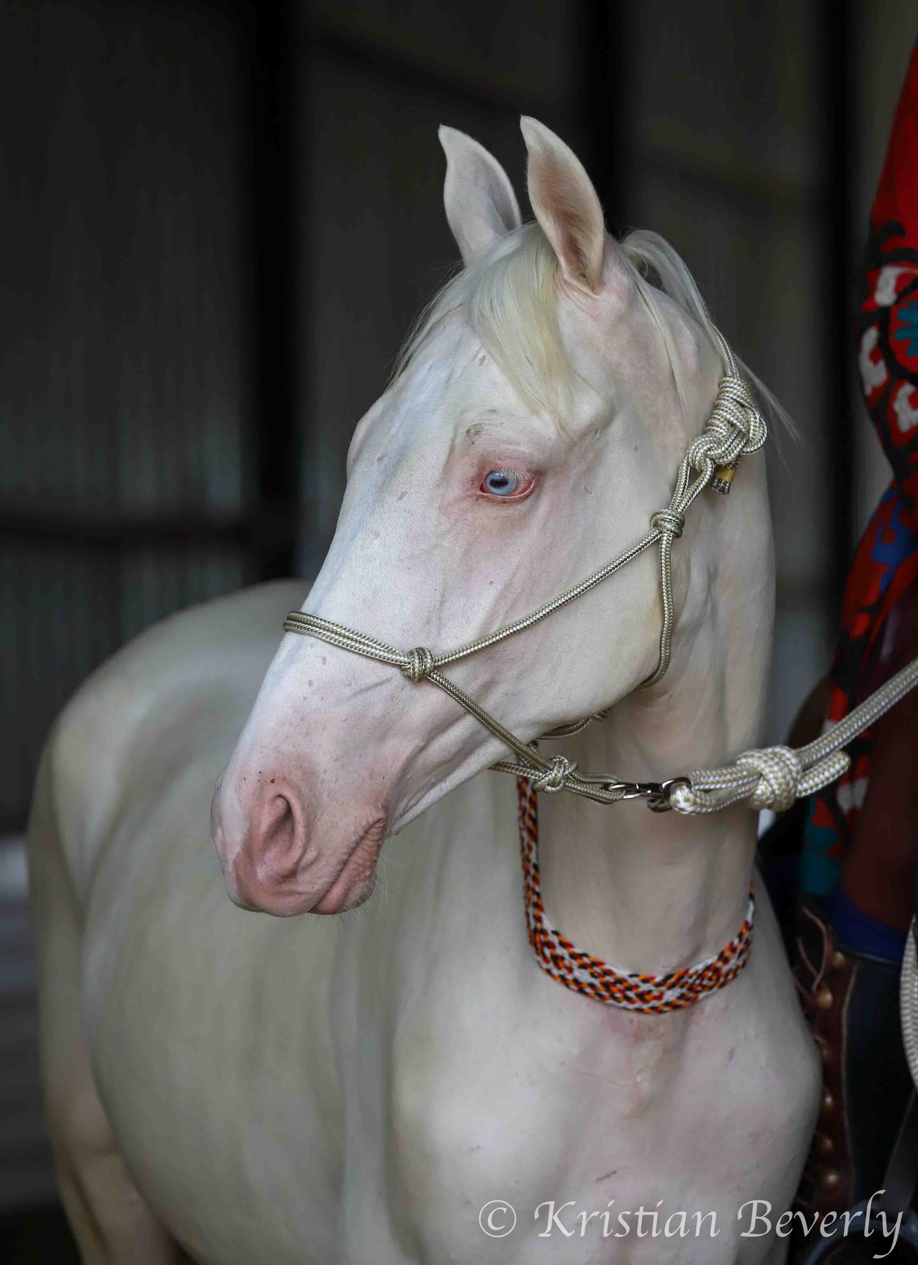 Akhal-Tekes – Kristian Beverly